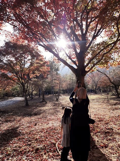 Momiji Captivation 京都留学生PHOTOCONTEST2022