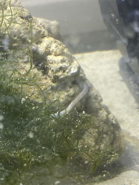 Is This A Peanut Worm Rreeftank