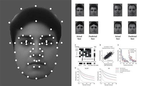Computer Algorithm Can Recreate Faces Based On Brain Activity Brain