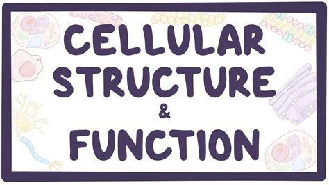 Cellular Structure And Function Video Causes And Meaning Osmosis