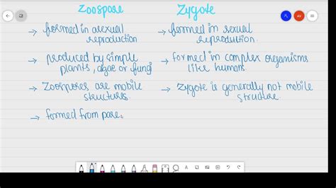 Solveddistinguish Between A Morula And A Blastocyst
