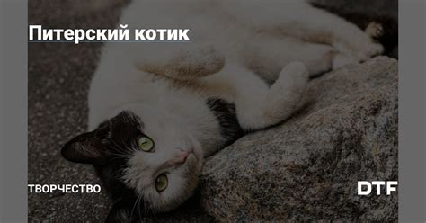 Питерский котик — Творчество на Dtf