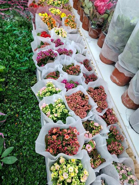 Нандин Цэцэг Нандин Цэцэг Хүргэлт Tsetsegt Mendchilgee