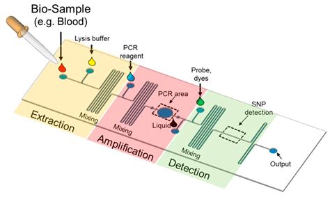 efficient snp discovery by combining microarray and lab on a chip data