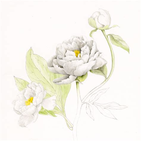 Peony Botanical Illustration