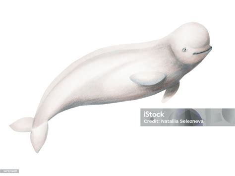 흰색 배경에 격리된 수채화 벨루가 손으로 그림 현실적인 북극과 남극 해양 포유류 디자이너 장식 엽서 포장지 스크랩북 표지 로고 초대장 포스터 및 섬유 0명에 대한 스톡 벡터