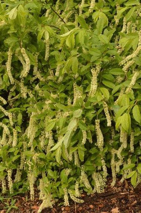 November Plant Of The Month Itea The Garden Club Of New Jersey