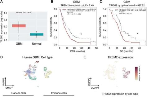 Antitumor Cell Activity In Glioblastoma Regulated By Inhibiting Triggering Receptor Expressed On