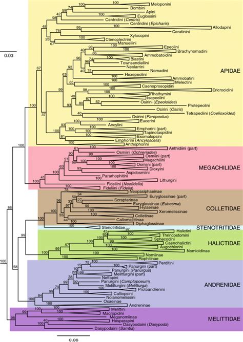 Maximum Likelihood Estimate Of Relationships Among Bees Tree Estimated Download Scientific