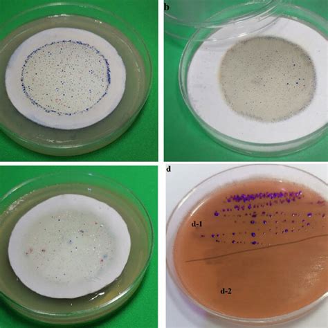 Escherichia Coli Purple Colonies And Other Coliforms Salmon To Red Download Scientific