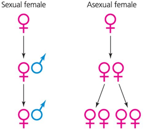 Exam 2 Flashcards Quizlet
