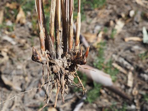 Juncus Amabilis