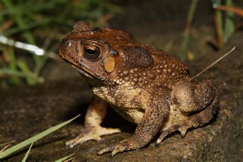 台灣地區兩棲類物種描述資料 黑眶蟾蜍 Duttaphrynus melanostictus