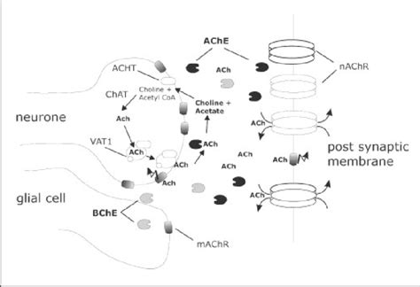 Schematic Representation Of A Cholinergic Synapse A Presynaptic Download Scientific Diagram