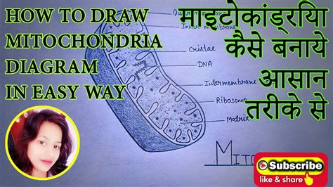 How To Draw Mitochondria Diagram In A Very Easy Way YouTube