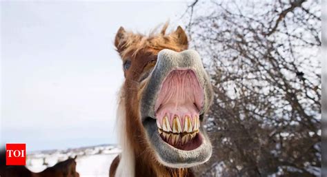 7 Toothless Animals That Have Mastered The Art Of Eating Times Of India