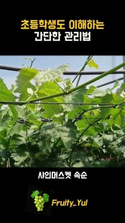 샤인머스캣 샤인머스켓 샤인머스켓재배기술 유기농포도 샤인 샤인머스켓꽃 Youtube