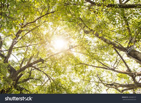 Sunlight Filtering Through Leaves Trees On Stock Photo Edit Now 459590131