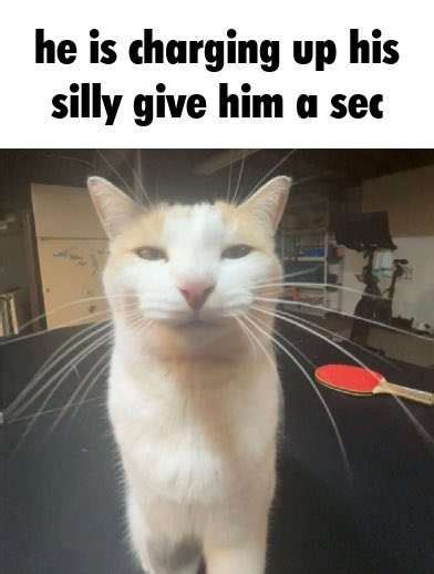 Fatfatmillycat In 2023 Silly Cats Pictures Funny Cute Cats Silly Cats