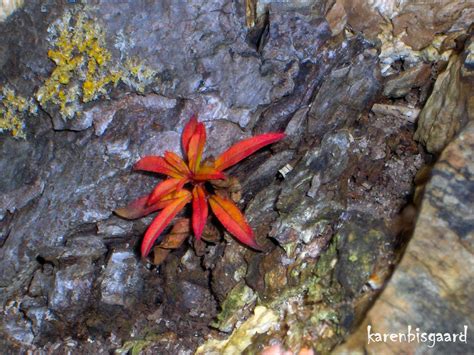 Karen S Nature Photography Tiny Red Seedling Growing From Tree Stumb