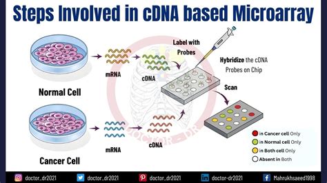 Steps Involved In Cdna Based Microarray Study Notes Gene Expression