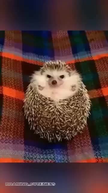 In Love Ahah Album On Imgur