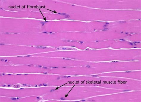 Smooth Muscle Labeled Diagram