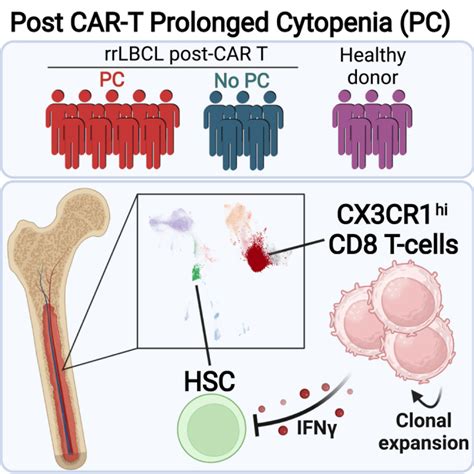 Prolonged Cytopenia Following Cd19 Car T Cell Therapy Is Linked With