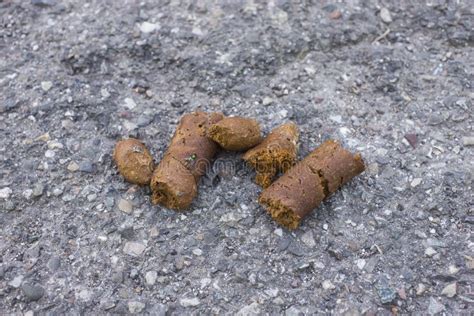 Mierda De Perro En El Piso De Asfalto En La Calle Imagen De Archivo
