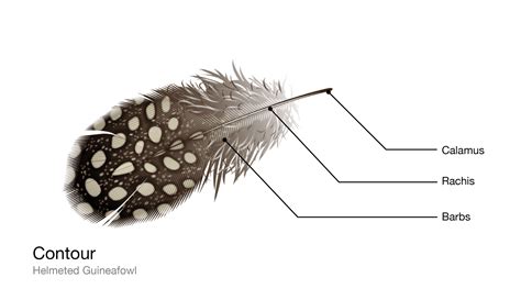 Different Types Of Bird Feathers