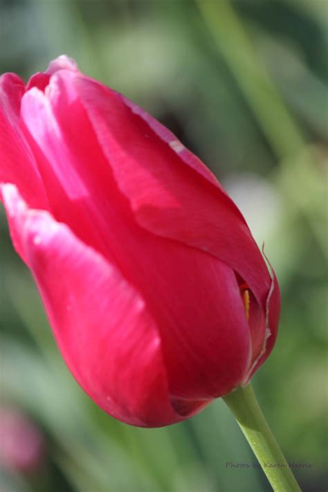 Tulip Shutterbug
