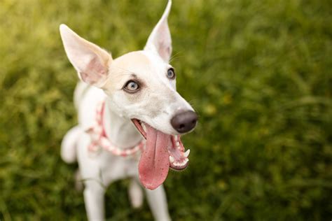 Whippet Dog Breed Characteristics And Care