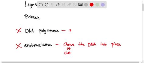 solved which enzyme separates the two complementary strands of dna
