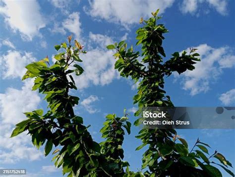 푸른 하늘을 배경으로 굵고 넓은 녹색 잎을 가진 벚나무의 가지 나무와 정원 과일 식물이 있는 자연 정원 배경과 질감 건강한 생활방식에 대한 스톡 사진 및 기타 이미지