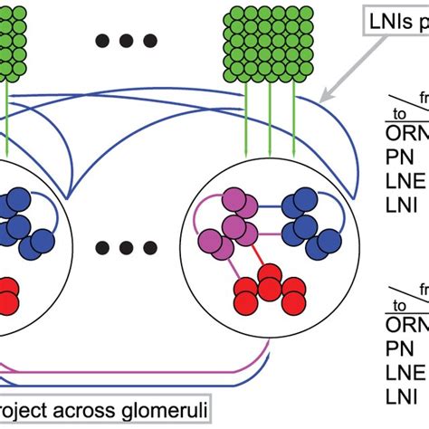 A Schematic Of The Large Scale Network Model [left] The Network Download Scientific Diagram