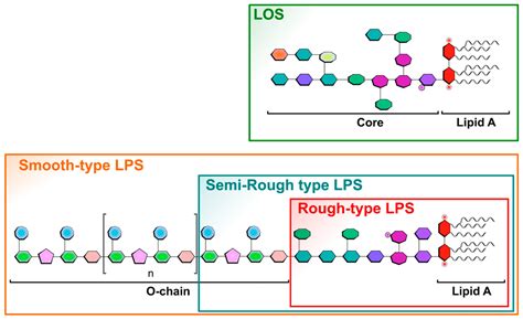 Diversity Complexity And Specificity Of Bacterial Lipopolysaccharide