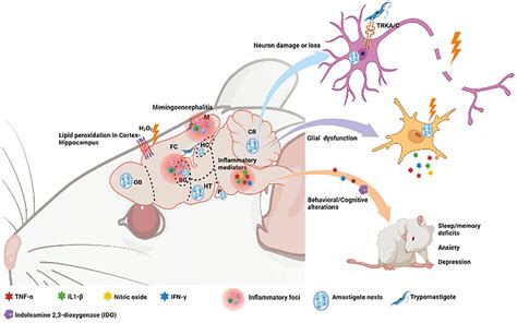 Consequences Of Experimental T Cruzi Infection Upon The Central