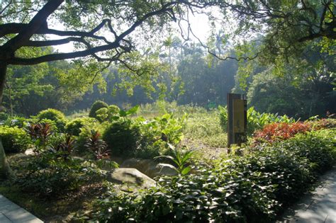 南宁植物园植物介绍 南宁青秀山植物介绍 南宁植物园图片大全 大山谷图库