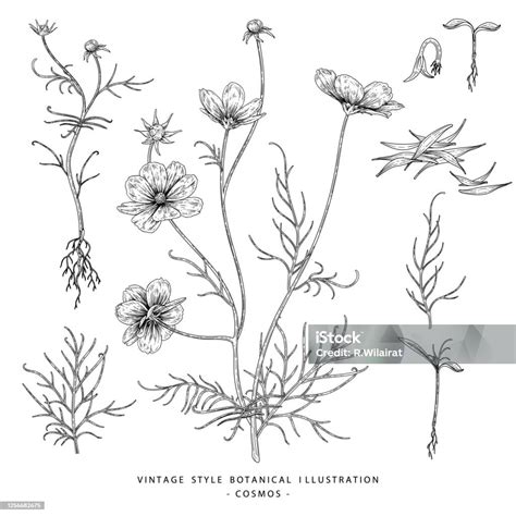 스케치 플로럴 장식 세트 코스모스 꽃 도면 흰색 배경에 고립 된 라인 아트와 흑백 손으로 그린 식물 삽화 요소 벡터입니다 매발톱속에 대한 스톡 벡터 아트 및 기타 이미지