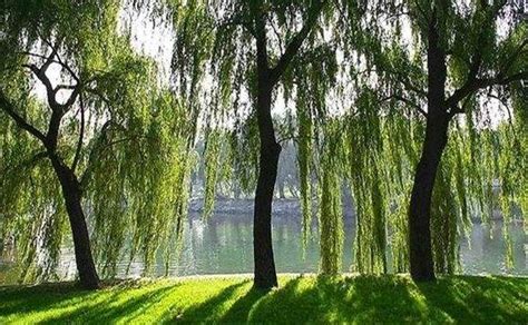 柳树种植的方法 知乎