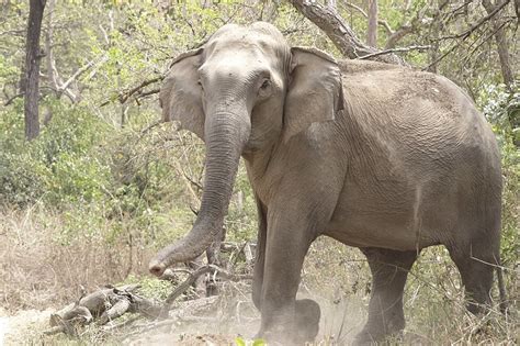 아시아 코끼리를 돌진하는 암컷 코끼리 배경 및 무료 다운로드를위한 그림 Pngtree