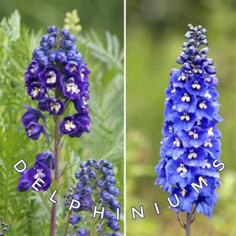 Germination Trick For Delphinium Seeds Cold Stratification In Fridge Flower Garden Design Germination Trick For Delphinium Seeds Cold Stratification In Fridge Flower Garden Design