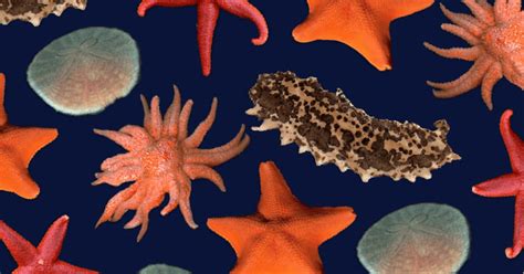 Download Echinoderms Variety Blue Background Wallpaper