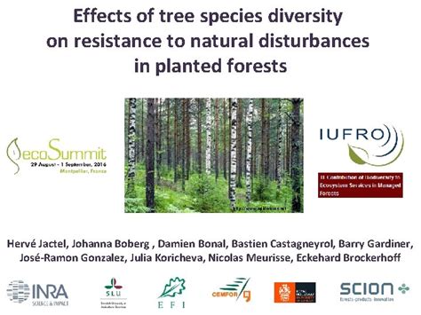 Effects Of Tree Species Diversity On Resistance To
