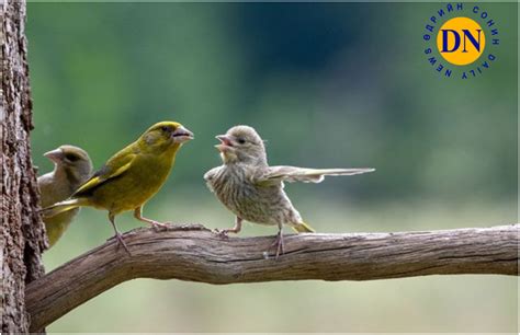 Энэ оны зэрлэг ан амьтдын инээдмийн гэрэл зургууд Dnn Mn