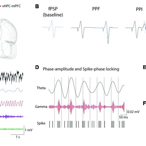 Cholinergic Neuromodulation Of Hpc Mpfc Communication A Hpc Mpfc Download Scientific