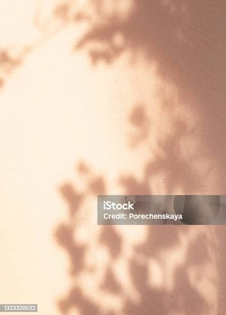 베이지 색 벽에 세련된 나무 그림자 최소한의 미적 배경 0명에 대한 스톡 사진 및 기타 이미지 0명 그림자 나무 Istock