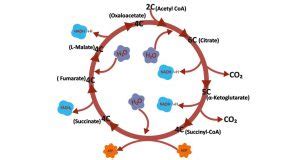 TCA Cycle Meaning And Analysis Method Creative Proteomics Blog