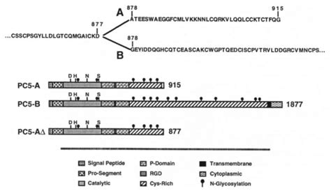Schematic Representation Of Mammalian Proprotein Convertase Isoforms Download Scientific