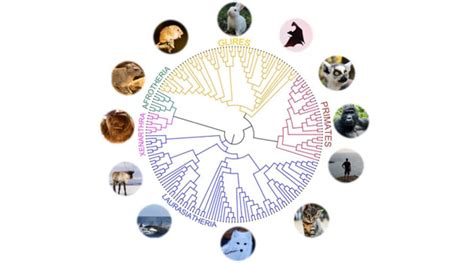 Mammals Help Us Understand The Human Genome Uppsala University